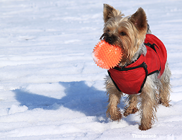 Brr! Cold Weather Pet Tips